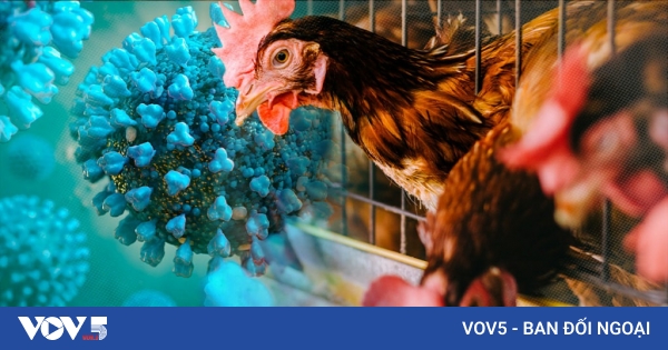 Virus Influenza Unggas H5N1 Menyebar ke Semua Benua | VOV5.VN