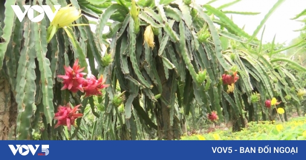Son La-branded blue dragon fruit wins foreign markets’ trust | VOV5.VN