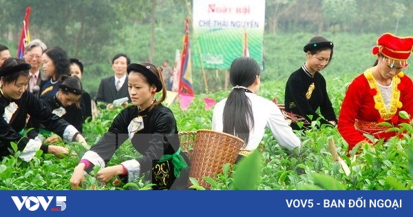 Vùng chè đặc sản Tân Cương, tỉnh Thái Nguyên, được công nhận là điểm du ...